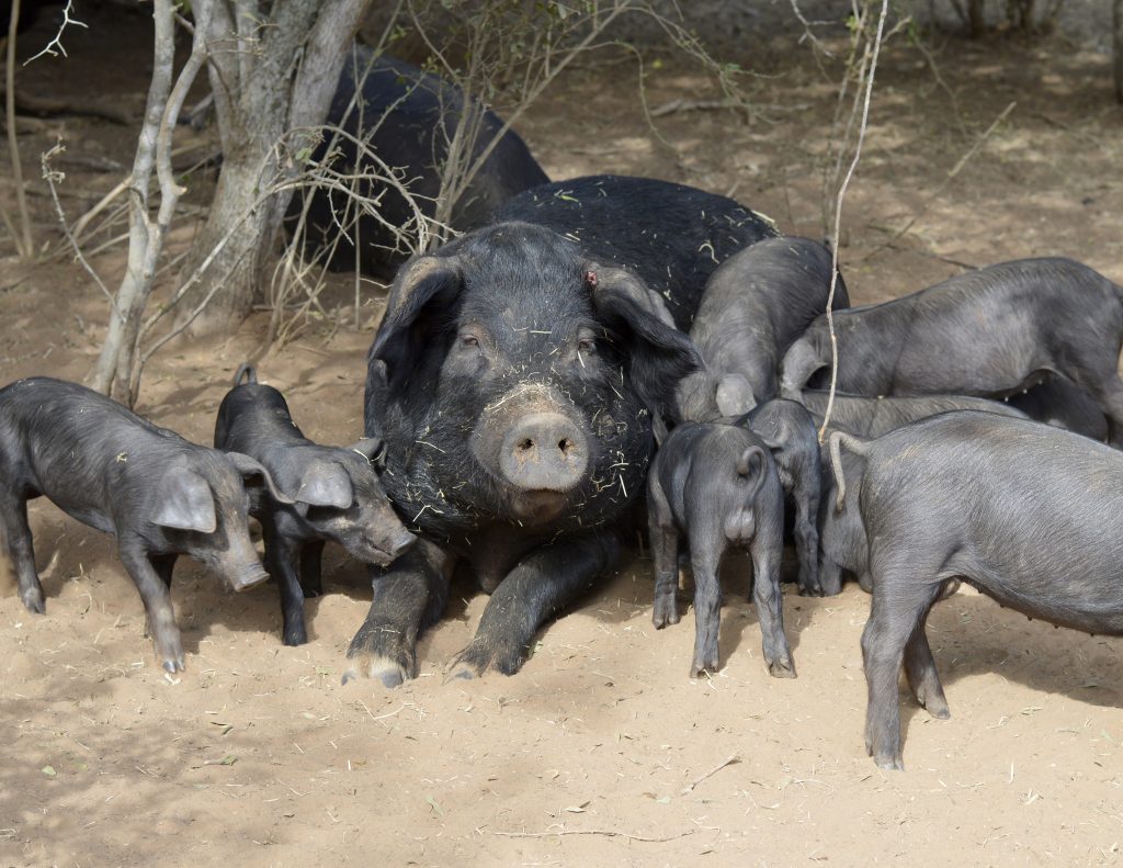 WELCOME TO EDIBLE SAN ANTONIO ... - Edible San Antonio